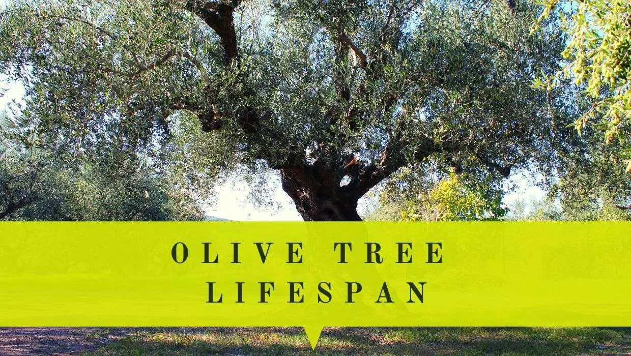 Olive Tree Lifespan How To Extend Life Cycle Of Olive Tree Oliviada olive-tree-lifespan-how-to-extend-life-cycle-of-olive-tree-oliviada