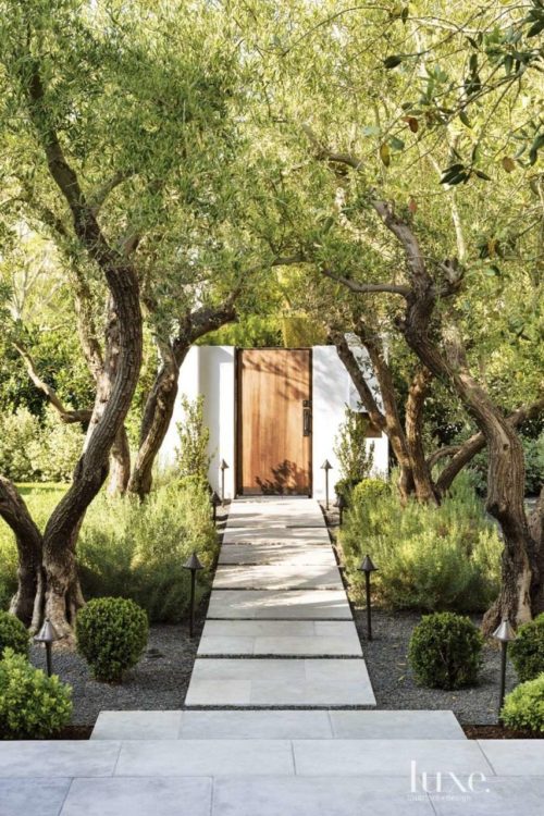 5 Best Olive Trees For Landscaping (Incl. Arrangement Tips) | Oliviada ...