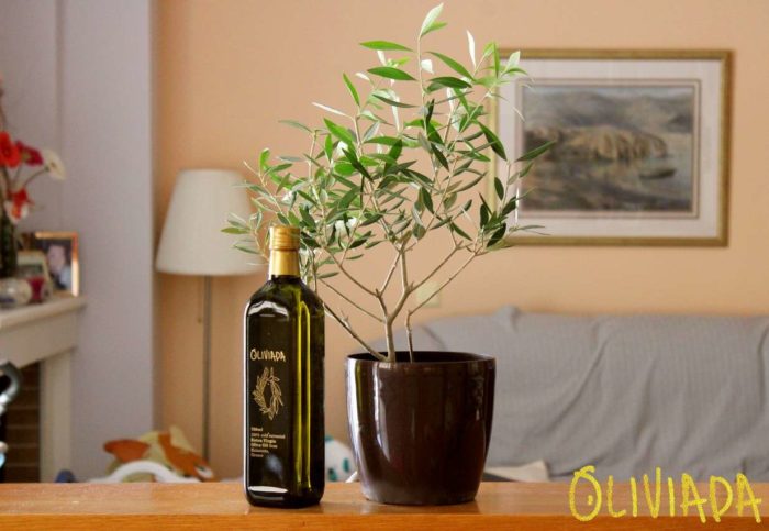 Grow Olive Tree Indoors Successfully With My 20 Care Tips