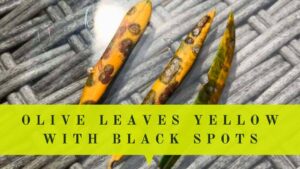 Olive Tree Leaves Yellow With Black Spots (Why And How To Fix It ...