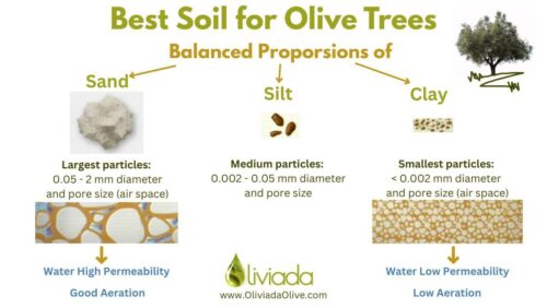 Cultivating Olive Trees Soil - Part 1 | Oliviada