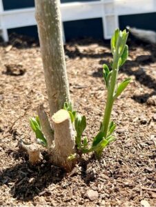 How To Revive Olive Tree: The Ultimate Guide