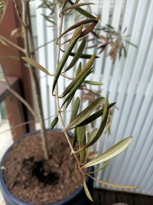 How To Revive Olive Tree: The Ultimate Guide