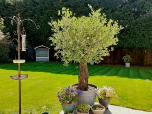 Dwarf Olive Trees In Pots: Care | Height | Fruits | Pests