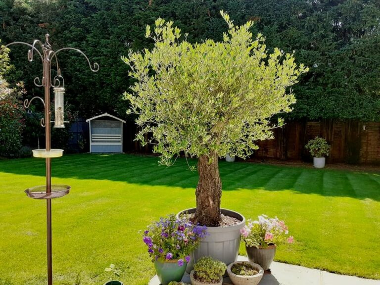 Dwarf Olive Trees In Pots: Care | Height | Fruits | Pests