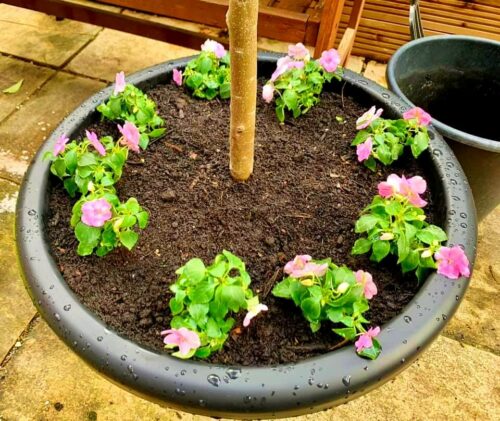 Best Companion Plants For Olive Trees