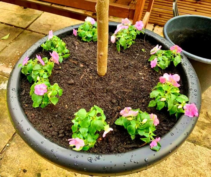 Best Companion Plants For Olive Trees