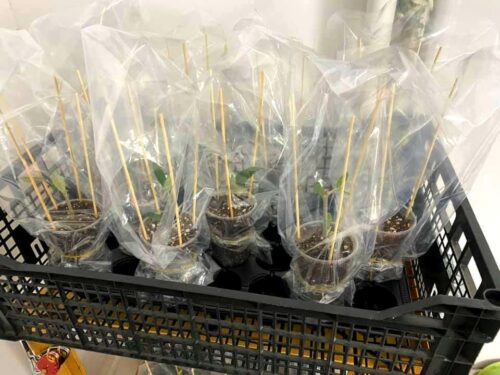 How To Propagate Olive Trees From Cuttings? | Oliviada