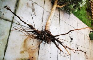 How To Revive Olive Tree: The Ultimate Guide