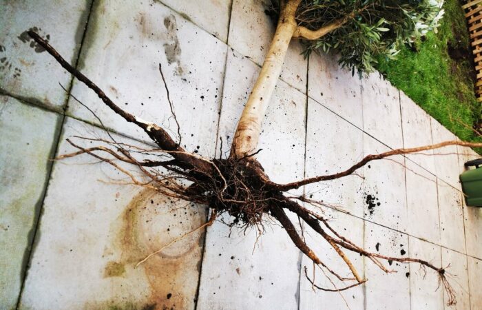 How To Revive Olive Tree: The Ultimate Guide