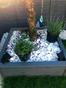 Best Companion Plants For Olive Trees