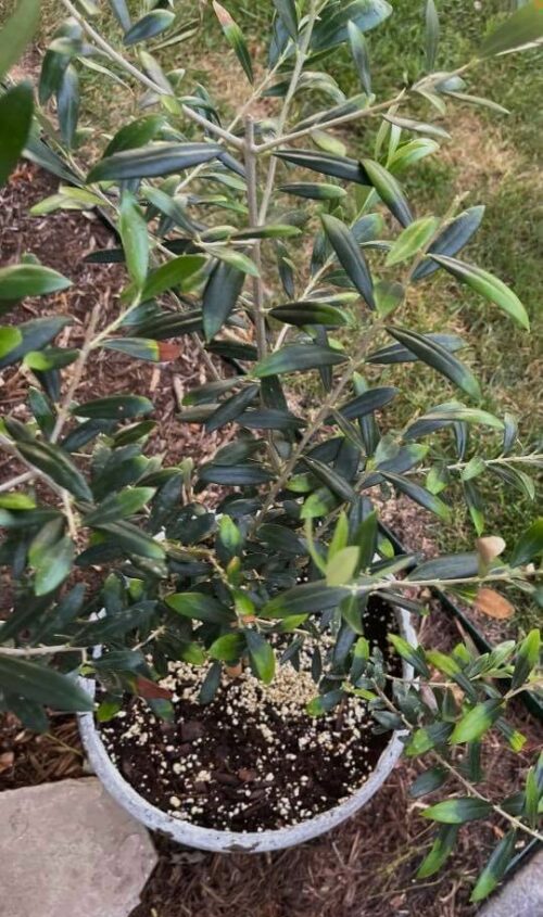 Problems With Olive Trees In Pots: Troubleshooting Guide