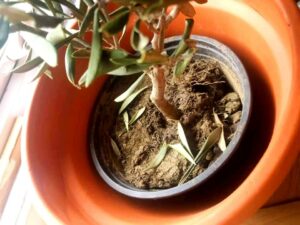 Problems With Olive Trees In Pots: Troubleshooting Guide