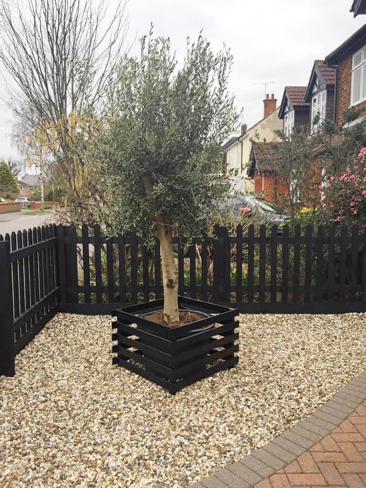 Protecting Your Olive Trees In Winter: 8 Steps For Success | Oliviada