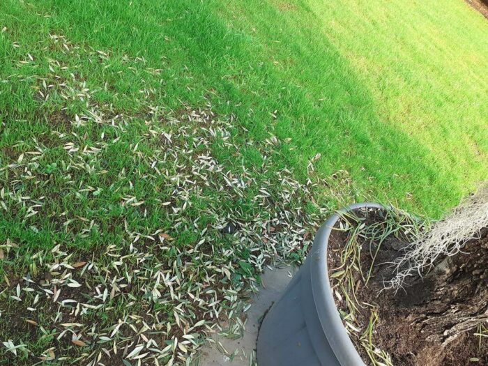 Olive Tree Dropping Leaves: Reasons | Cures | Prevention