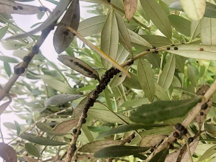 Problems With Olive Trees In Pots: Troubleshooting Guide