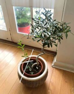 How To Revive Olive Tree: The Ultimate Guide