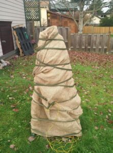 Protecting Your Olive Trees In Winter: 8 Steps For Success | Oliviada