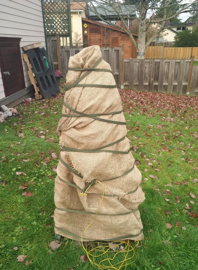 Protecting Your Olive Trees In Winter: 8 Steps For Success | Oliviada