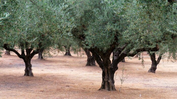Olive Tree Dropping Leaves: Reasons | Cures | Prevention