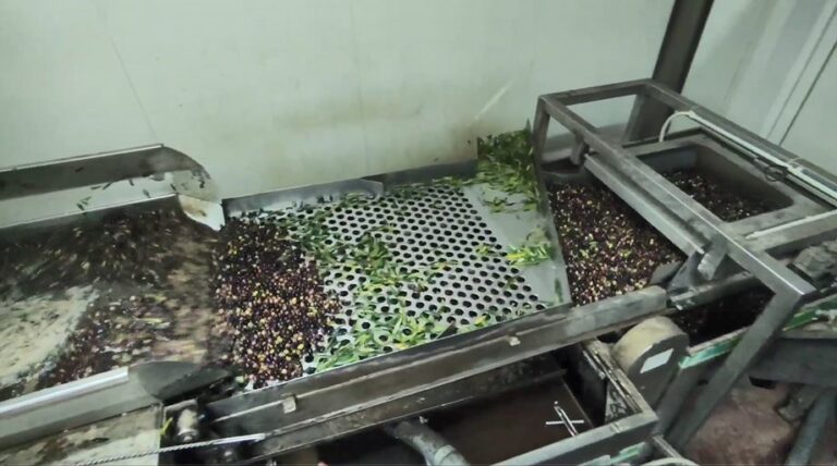 How To Make Olive Oil At Home: DIY Guide By Oliviada