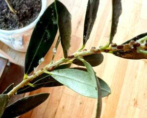 Problems With Olive Trees In Pots: Troubleshooting Guide