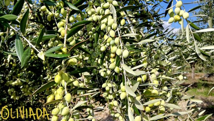 Olive Oil Press Machine For Home Use: A Buyer's Guide | Oliviada