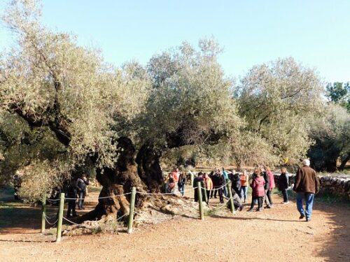 How Tall Do Olive Trees Grow? The Definite Guide