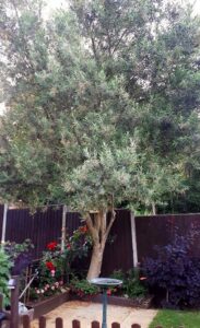 Olive Tree Root Systems: Invasive Or Not? A Variety Comparison