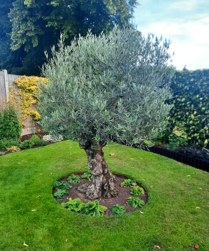 Olive Tree Root Systems: Invasive Or Not? A Variety Comparison