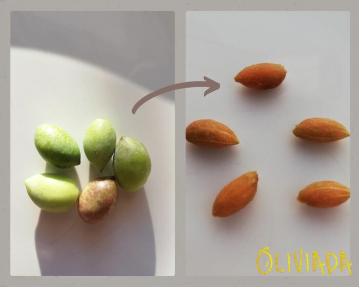 Where Can Olive Pits Be Used For? Discover Their Full Potential | Oliviada