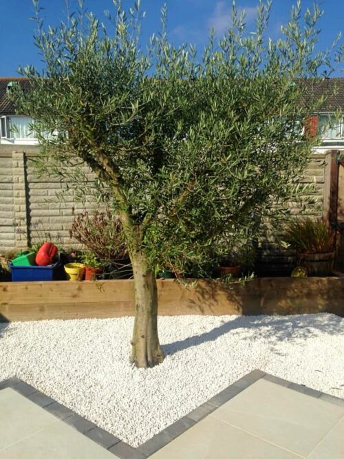 Olive Tree Root Systems: Invasive Or Not? A Variety Comparison