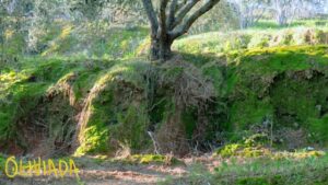 Olive Tree Root Systems: Invasive Or Not? A Variety Comparison