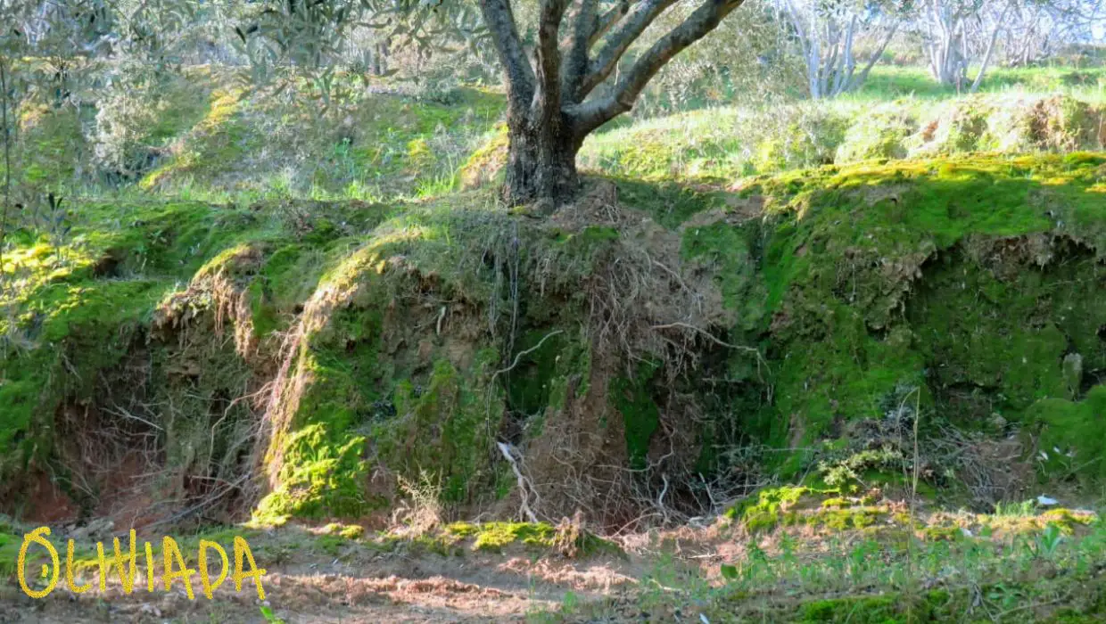 Olive Tree Root Systems Invasive Or Not A Variety Comparison