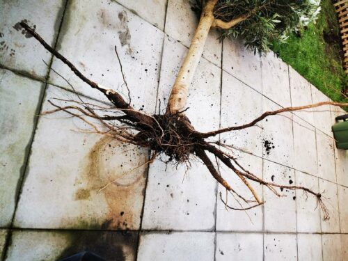 Olive Tree Root Systems: Invasive Or Not? A Variety Comparison