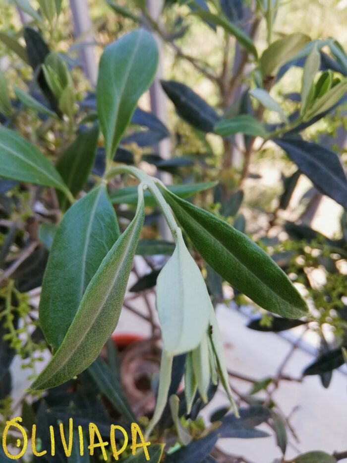 How To Revive Olive Tree: The Ultimate Guide
