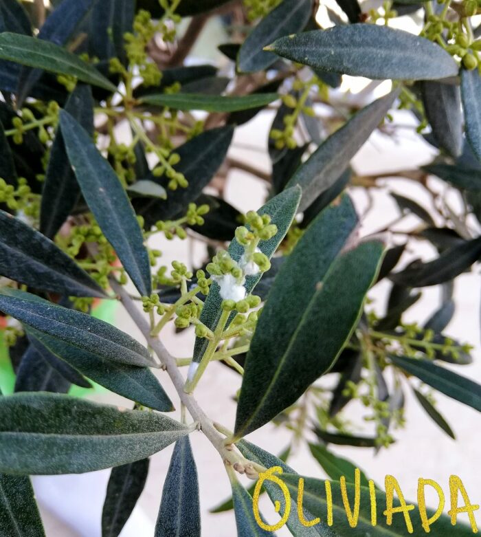 White Spots On Olive Tree Leaves: Reasons | Cures | Prevention