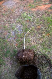 Olive Tree Root Systems: Invasive Or Not? A Variety Comparison