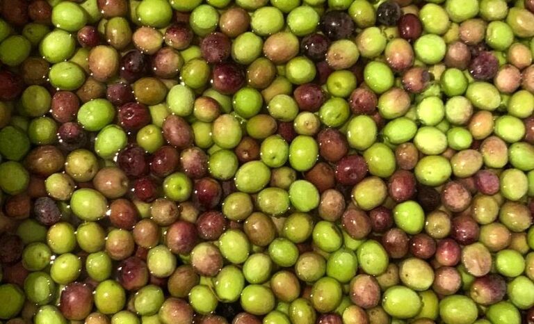 Spots On Olives: Are They Dangerous Or Safe To Eat?